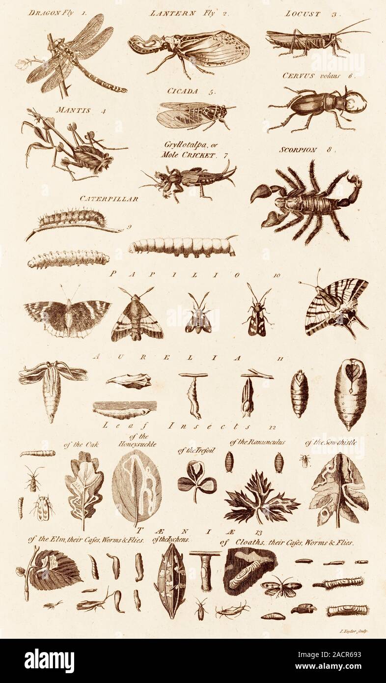 Plate from 18th century encyclopedia showing various invertibrates and ...