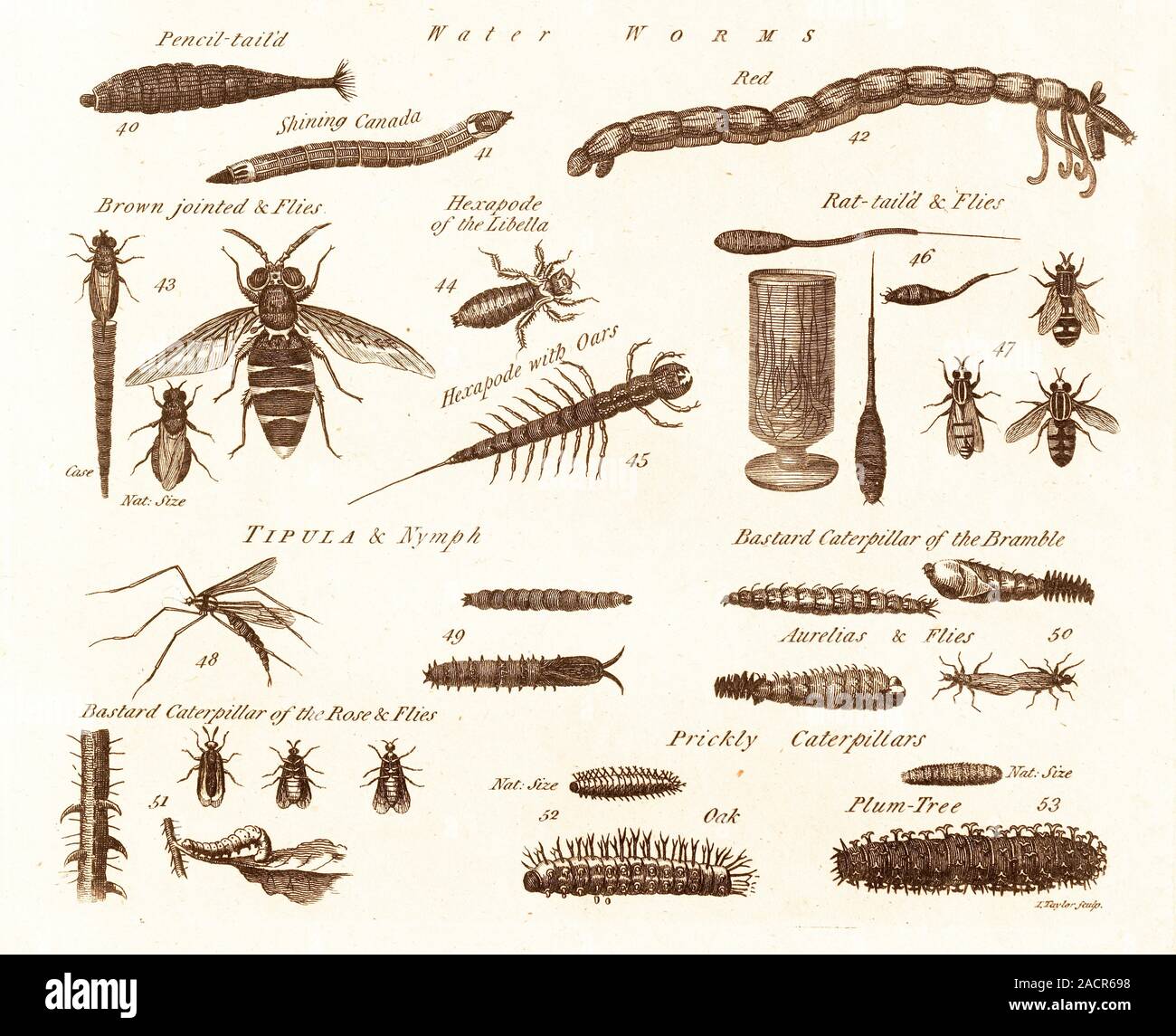 Plate from 18th century encyclopedia showing illustrations of aquatic ...
