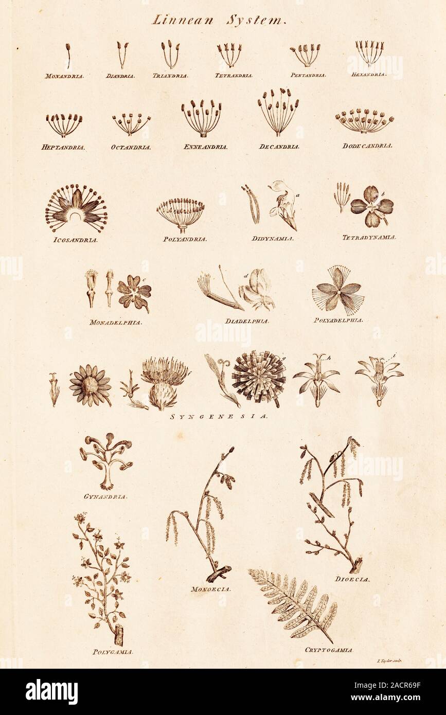 Plate from 18th century encyclopedia showing the Linnean classes of ...