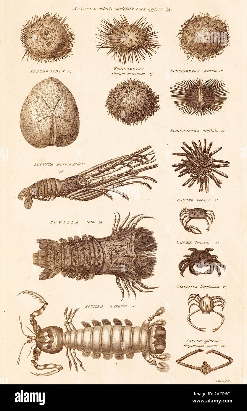 Plate from 18th century encyclopedia showing an illustration of ...