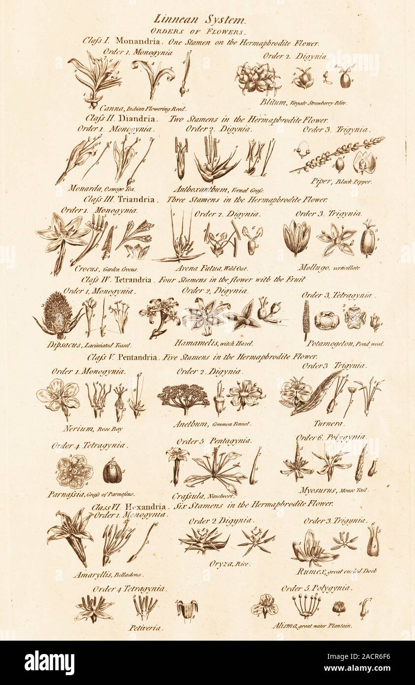 Plate from 18th century encyclopedia showing the Linnean classes and ...
