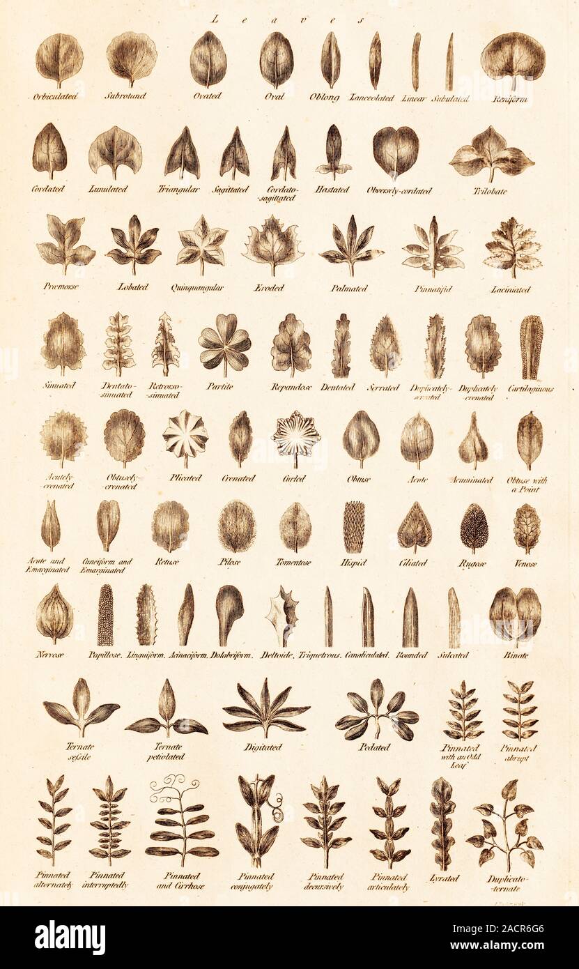 Plate from 18th century encyclopedia showing various leaf forms ...