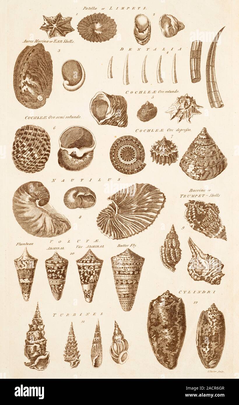 Plate from 18th century encyclopedia showing various shell forms. The ...