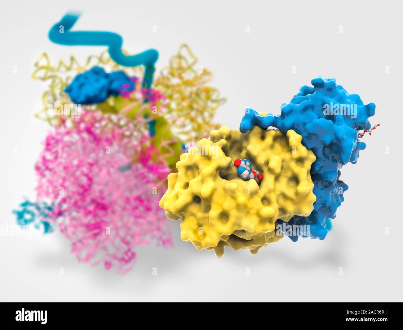Ricin molecule Computer artwork showing the structure of a molecule of ...