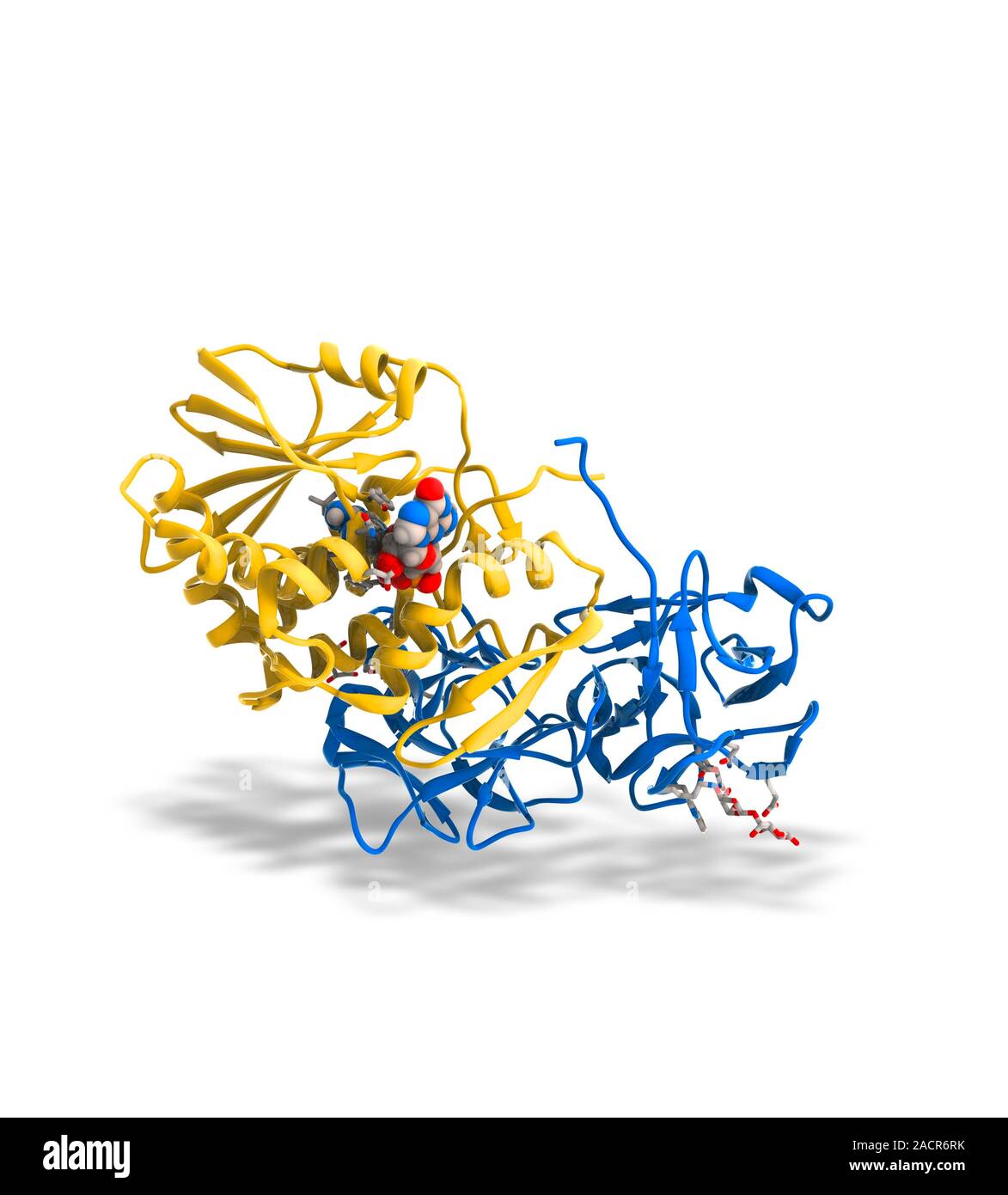 Ricin molecule. Computer artwork showing the structure of a molecule of ...