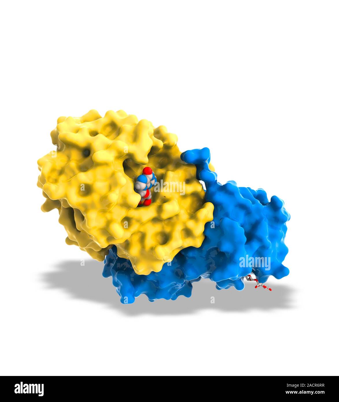 Ricin molecule. Computer artwork showing the structure of a molecule of ...