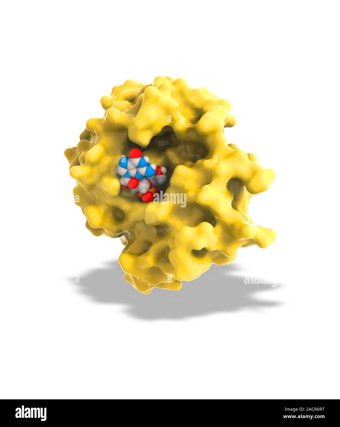 Ricin A-chain. Computer artwork showing the enzymatically active A ...