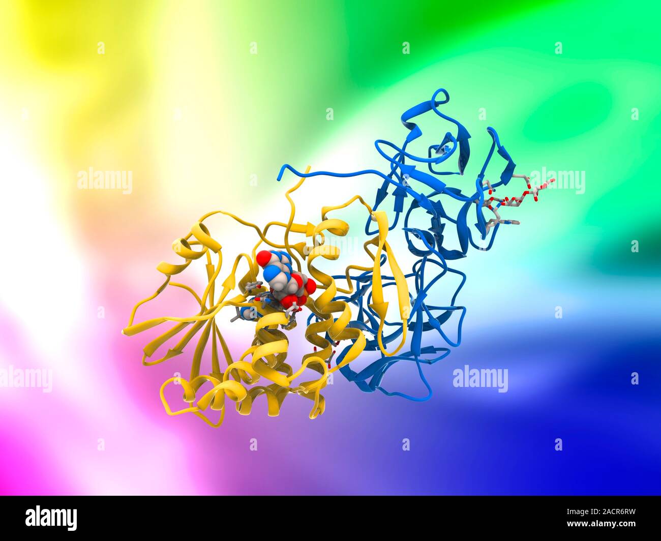 Ricin molecule. Computer artwork showing the structure of a molecule of ...