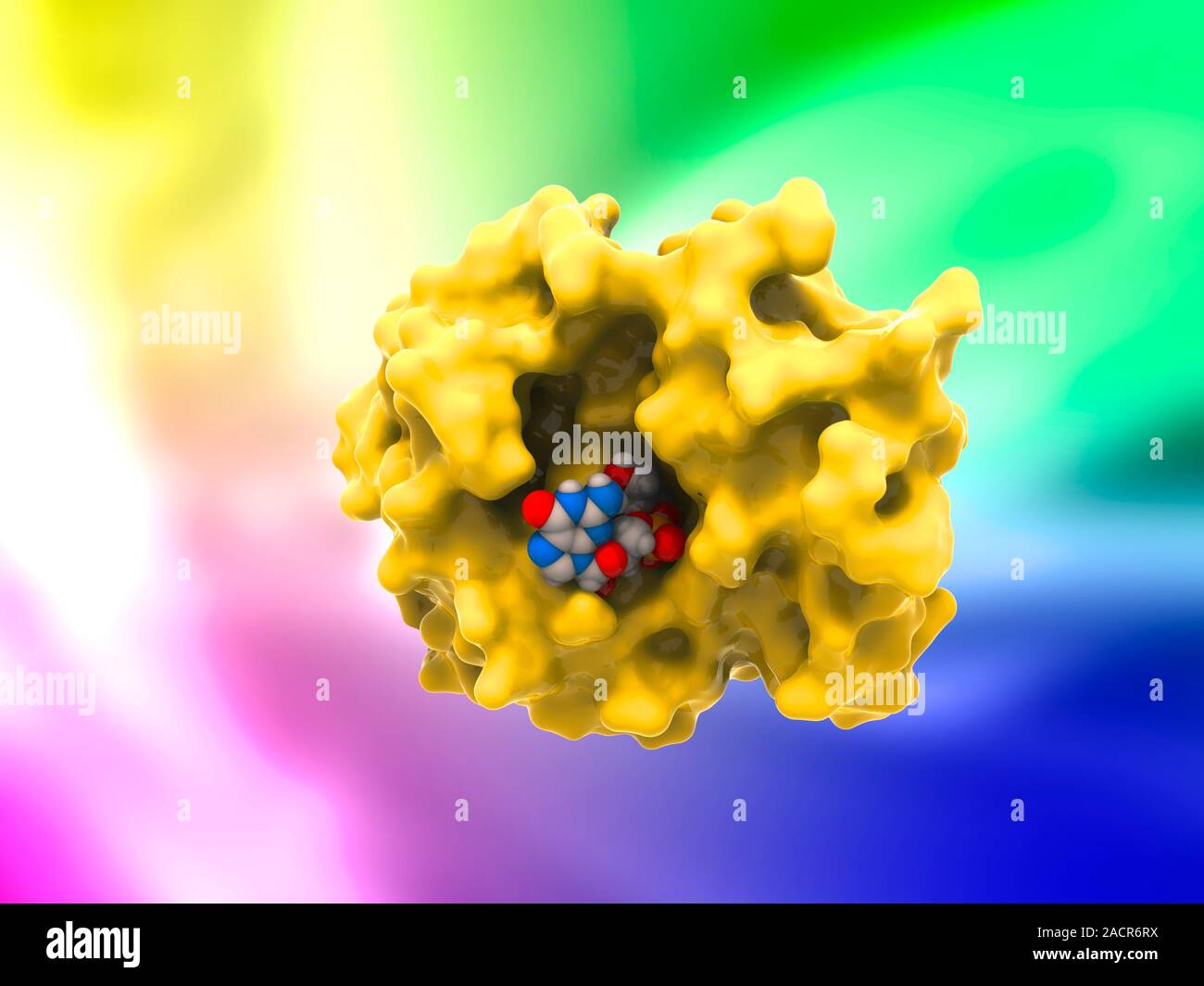 Ricin A-chain. Computer artwork showing the enzymatically active A ...