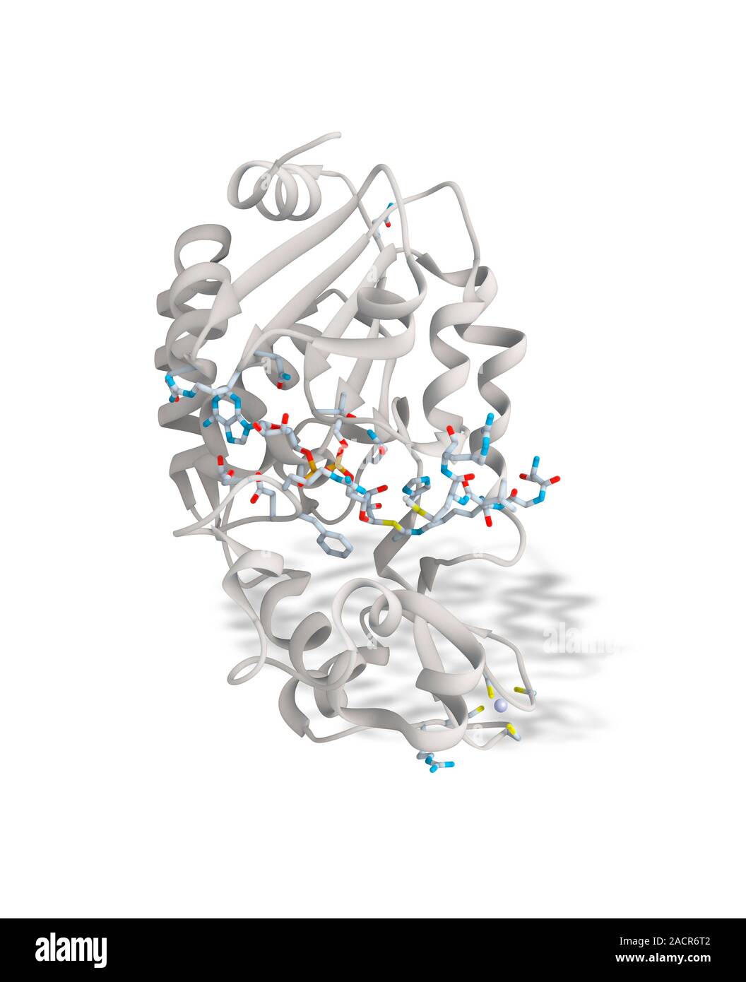 SIRT3 molecule. Computer artwork showing the structure of a molecule of ...