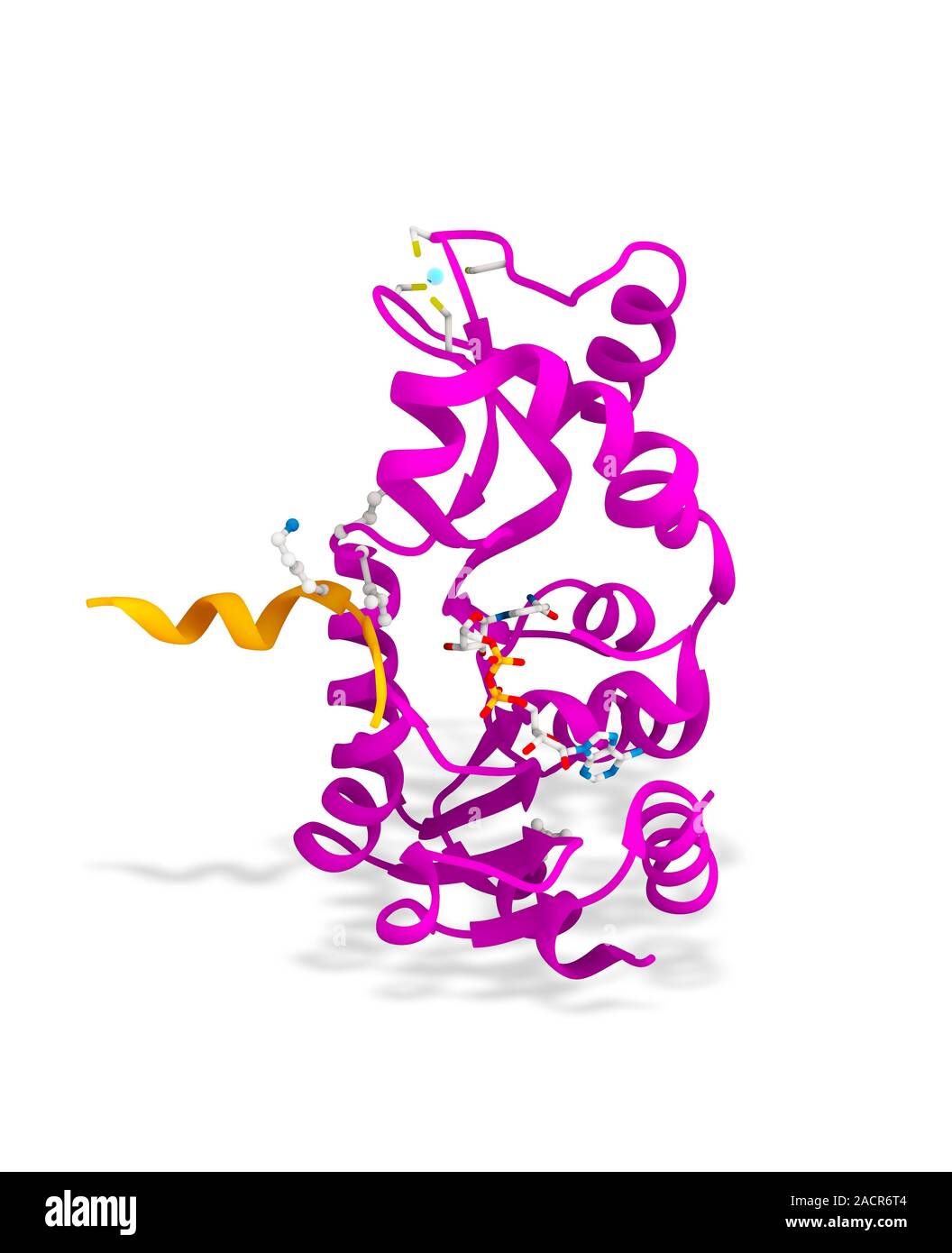 Sirtuin enzyme and p53. Computer artwork of a sirtuin (Sir2) enzyme ...