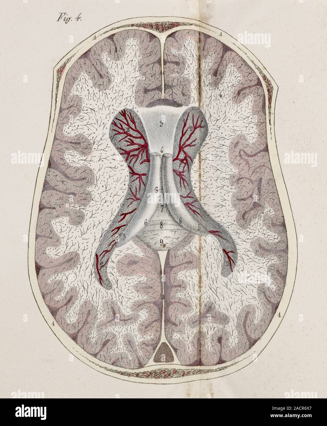 Brain cross-section. 19th-century anatomical illustration of an axial ...