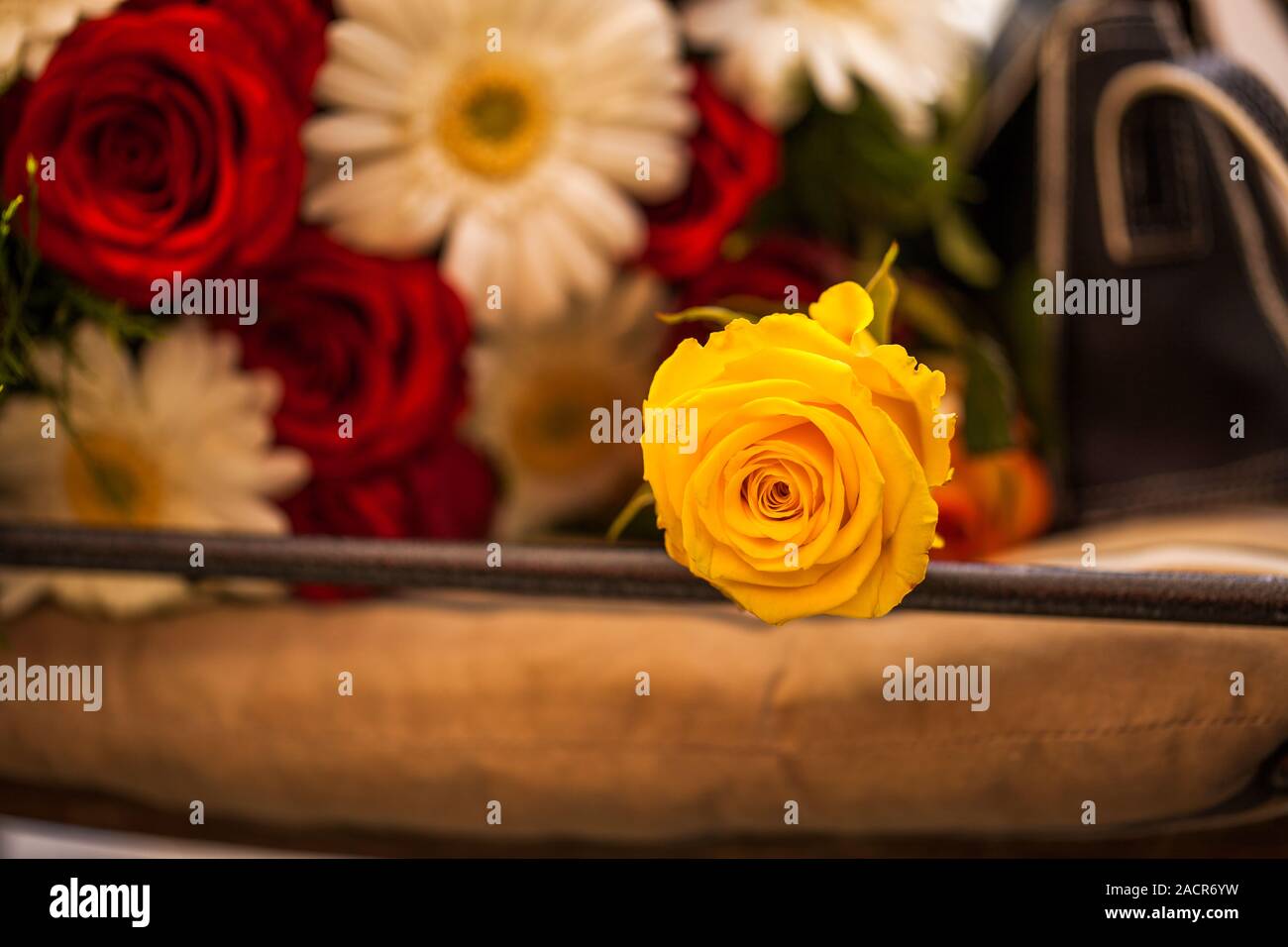 Singular yellow flower hi-res stock photography and images - Alamy