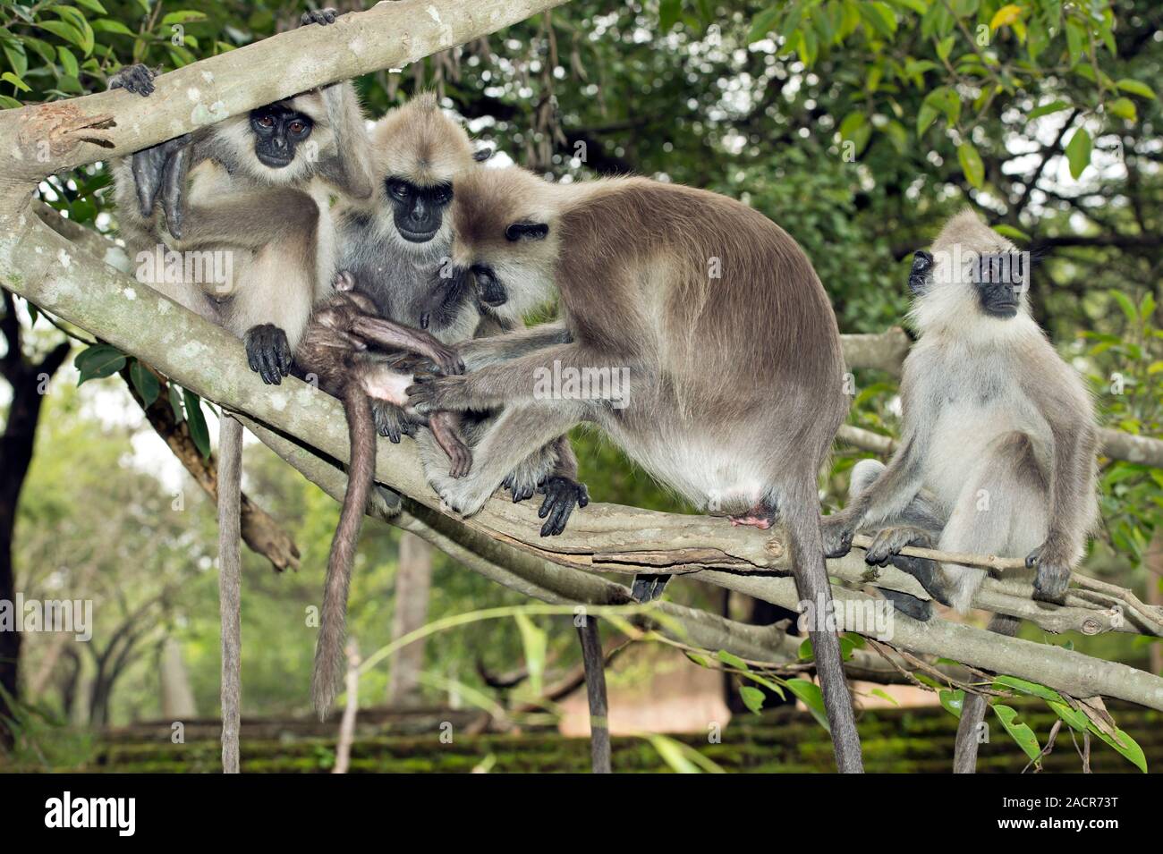 Tufted grey langurs (Semnopithecus priam thersites) in a tree ...