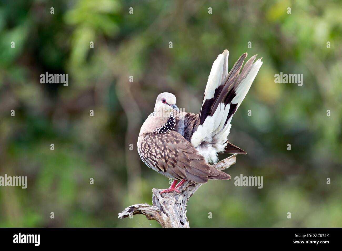 Spotted dove preening itself. The spotted dove (Spilopelia chinensis ...
