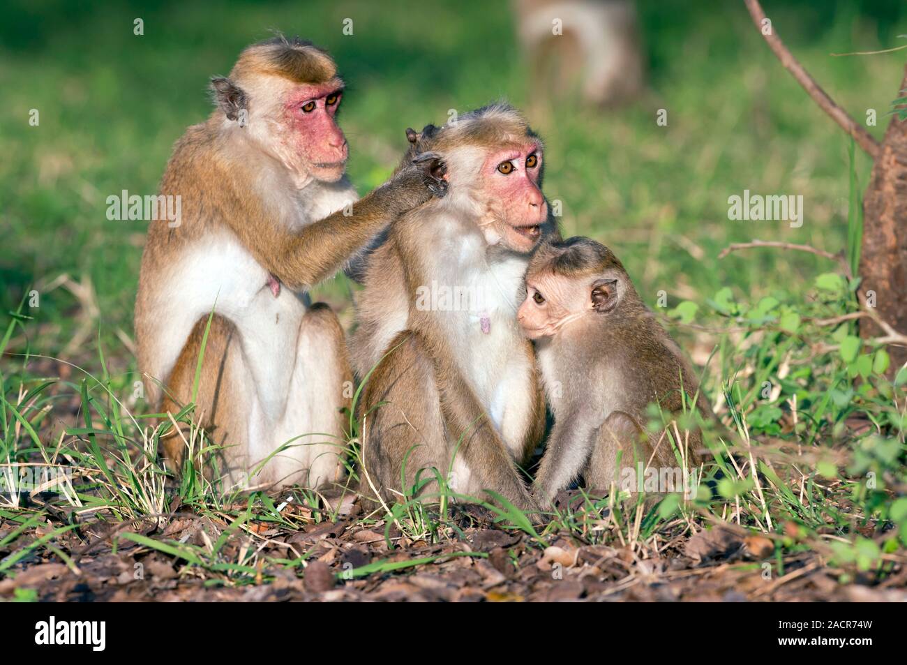 Toque macaques. Family of toque macaques (Macaca sinica) grooming each other. This Old World ...