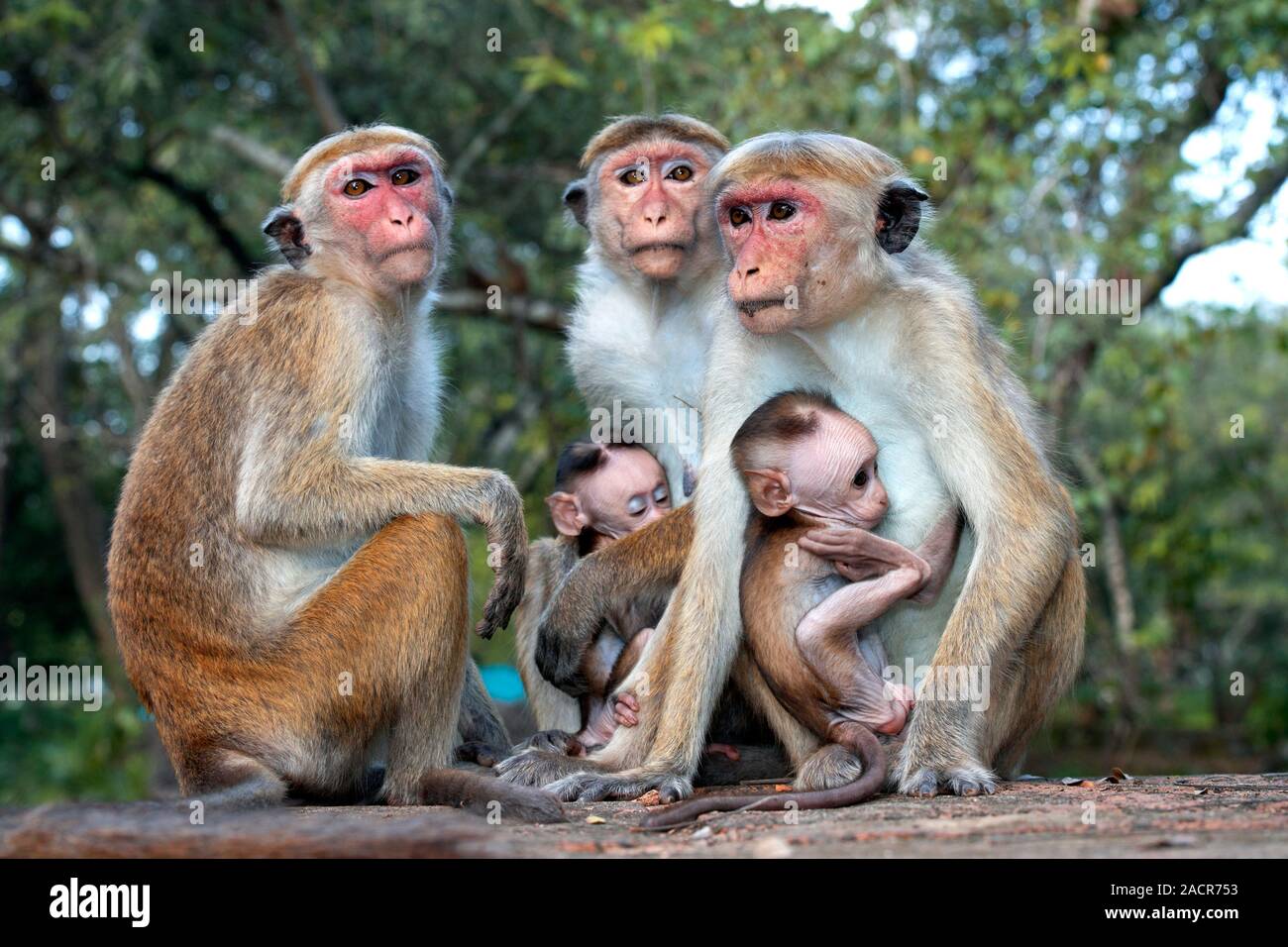 Toque macaque family. Toque macaques (Macaca sinica) are endemic to Sri Lanka. Photographed in ...