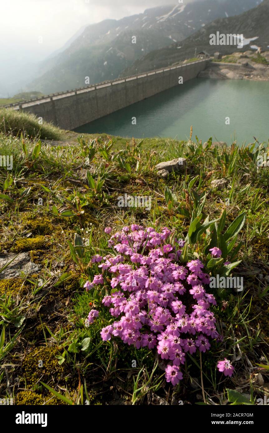 Moss Campion (Silene acaulis) flowering in June by the lake and dam at ...