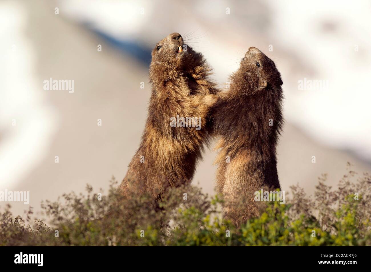 Two adult Alpine Marmots (Marmota marmota) play fighting. Photographed in Grand Paradiso ...