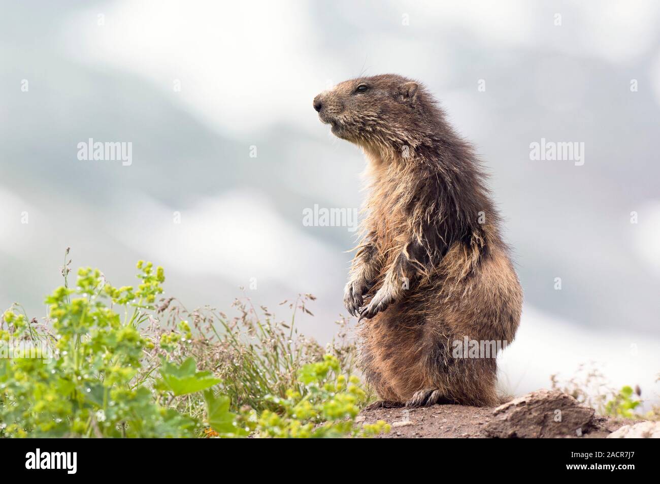 A young Alpine Marmots (Marmota marmota). Photographed in Grand ...