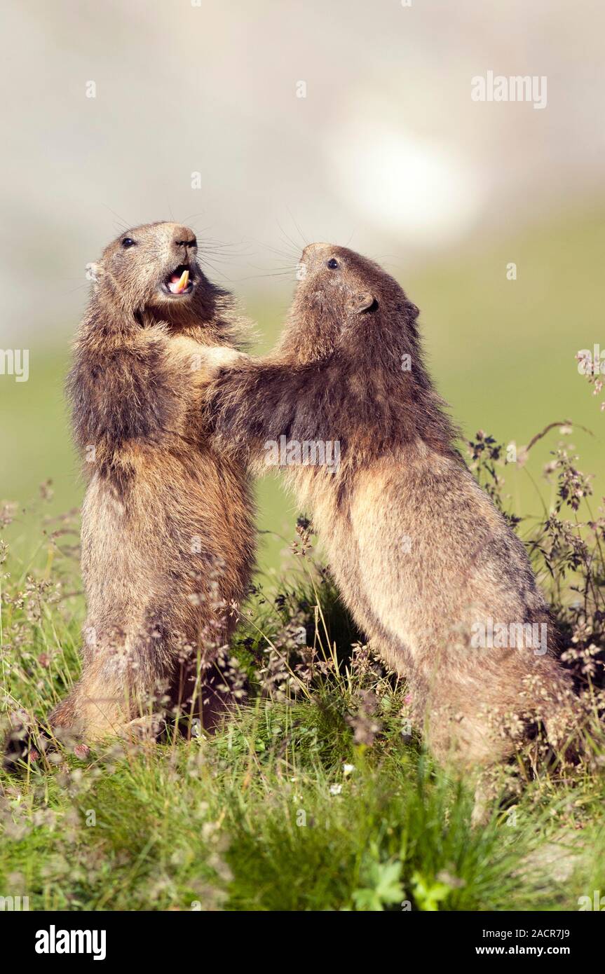 Two adult Alpine Marmots (Marmota marmota) play fighting. Photographed in Grand Paradiso ...