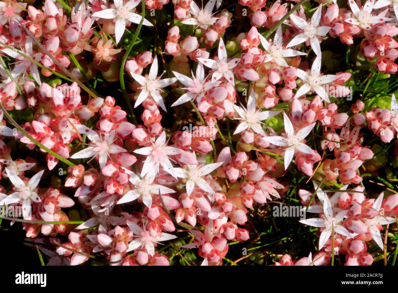 Stonecrop (Sedum anglicum) in flower. Photographed in Cornwall Stock ...