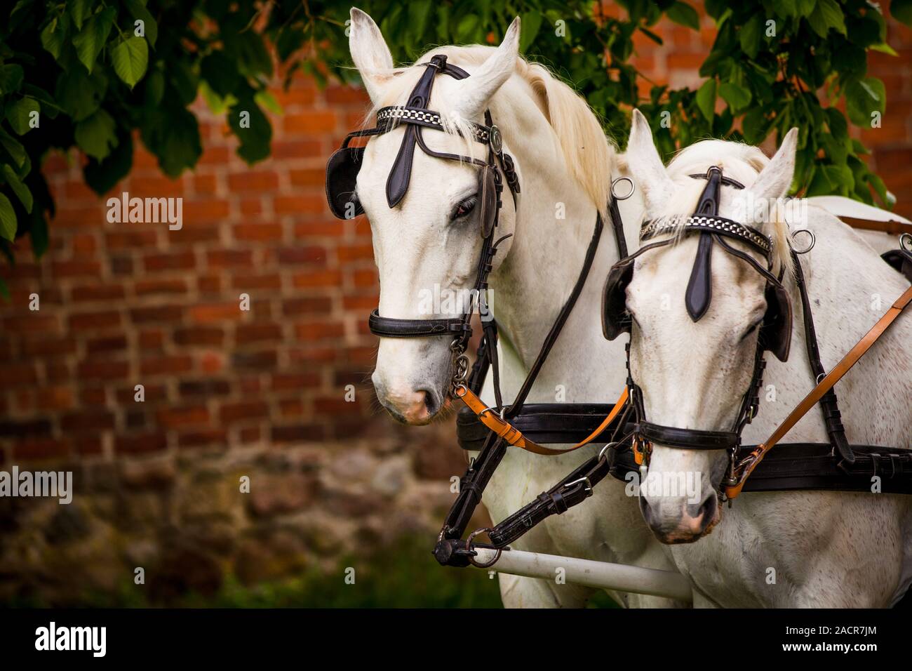 Stylish horse hi-res stock photography and images - Alamy