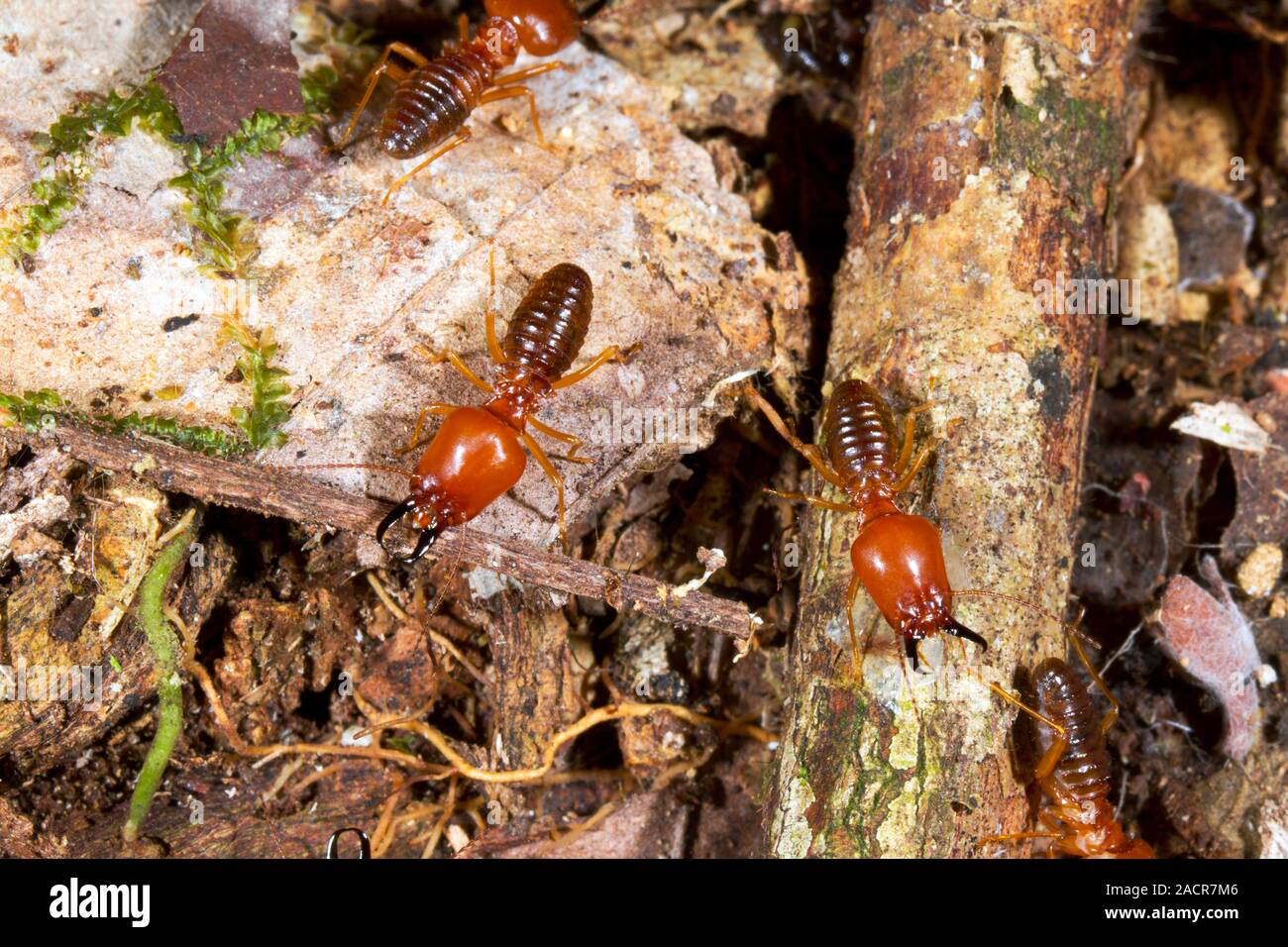 Giant termites. Soldiers from a giant termite (Macrotermes sp.) colony ...