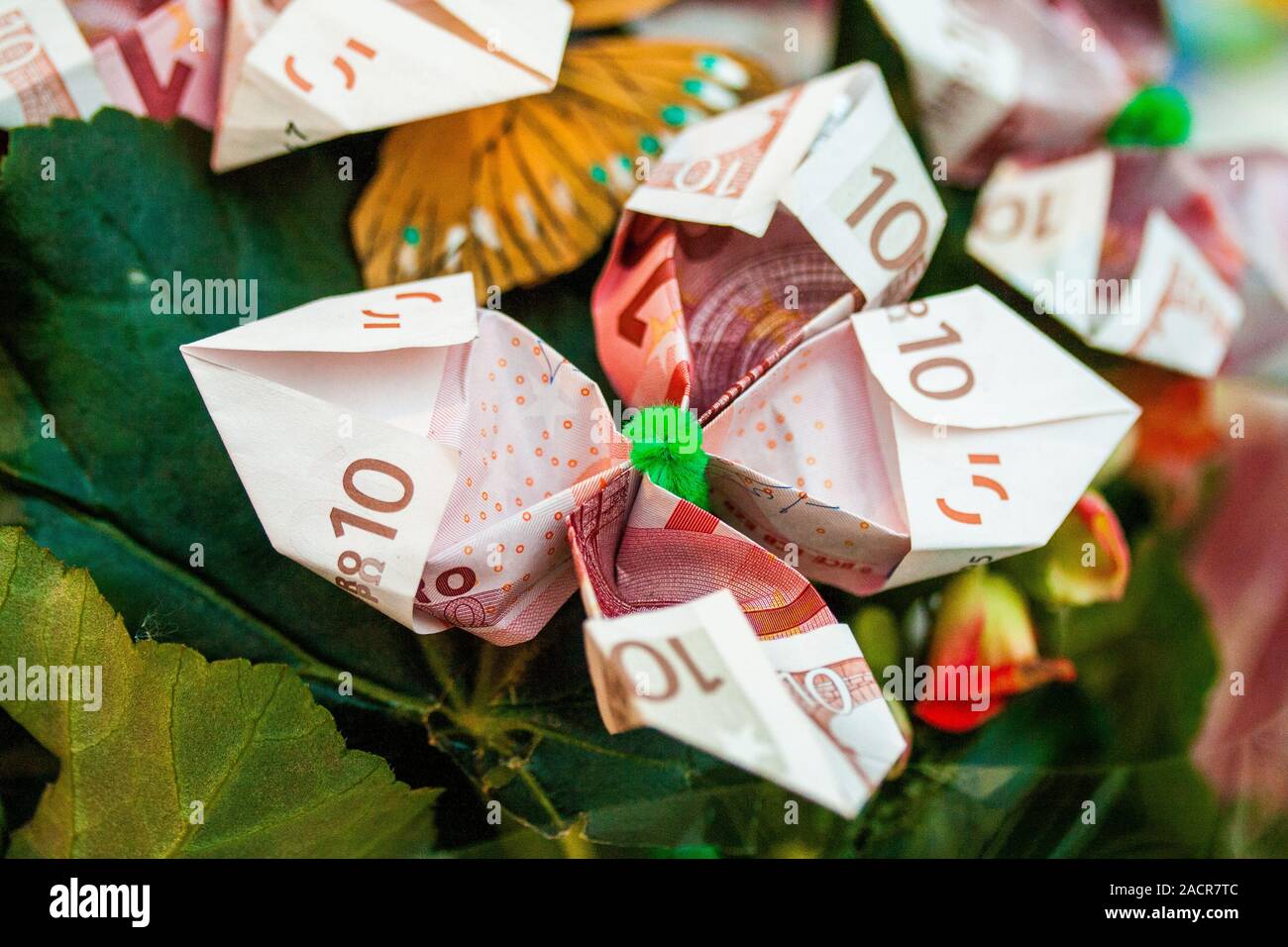 Money flower hi-res stock photography and images - Alamy