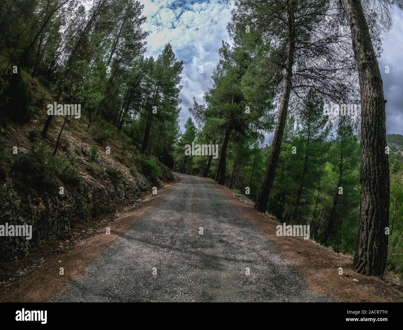 POV driving a car on a lonely old curve road through a pine wood. Drive ...