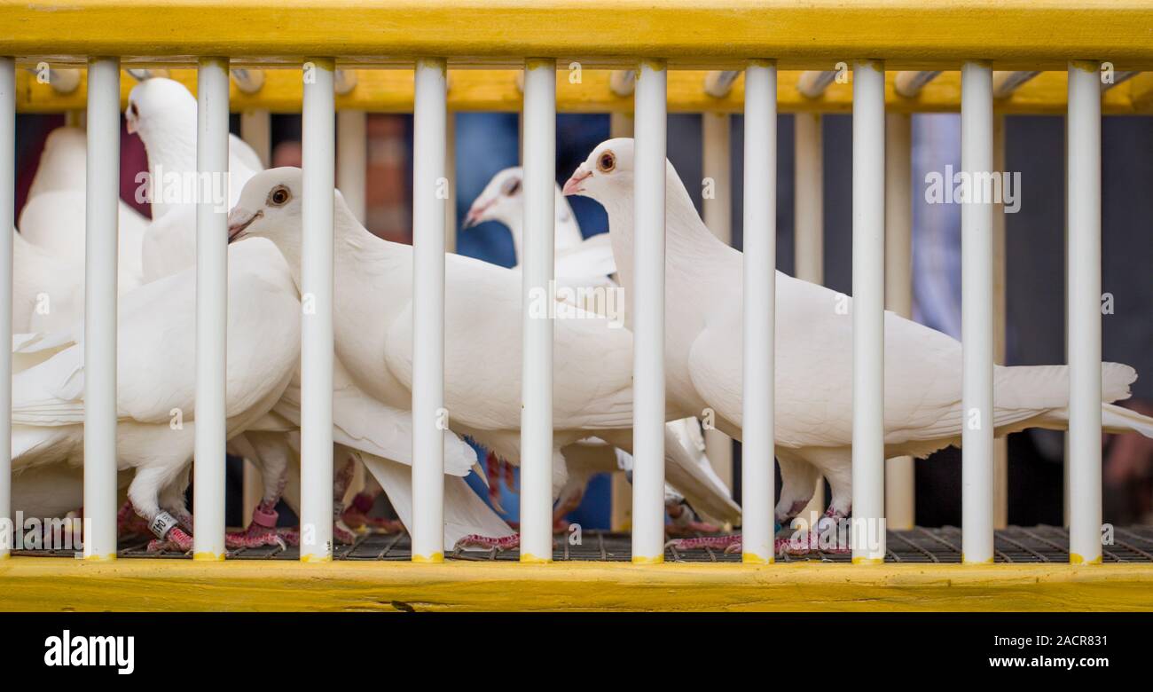 Doves many hi-res stock photography and images - Alamy