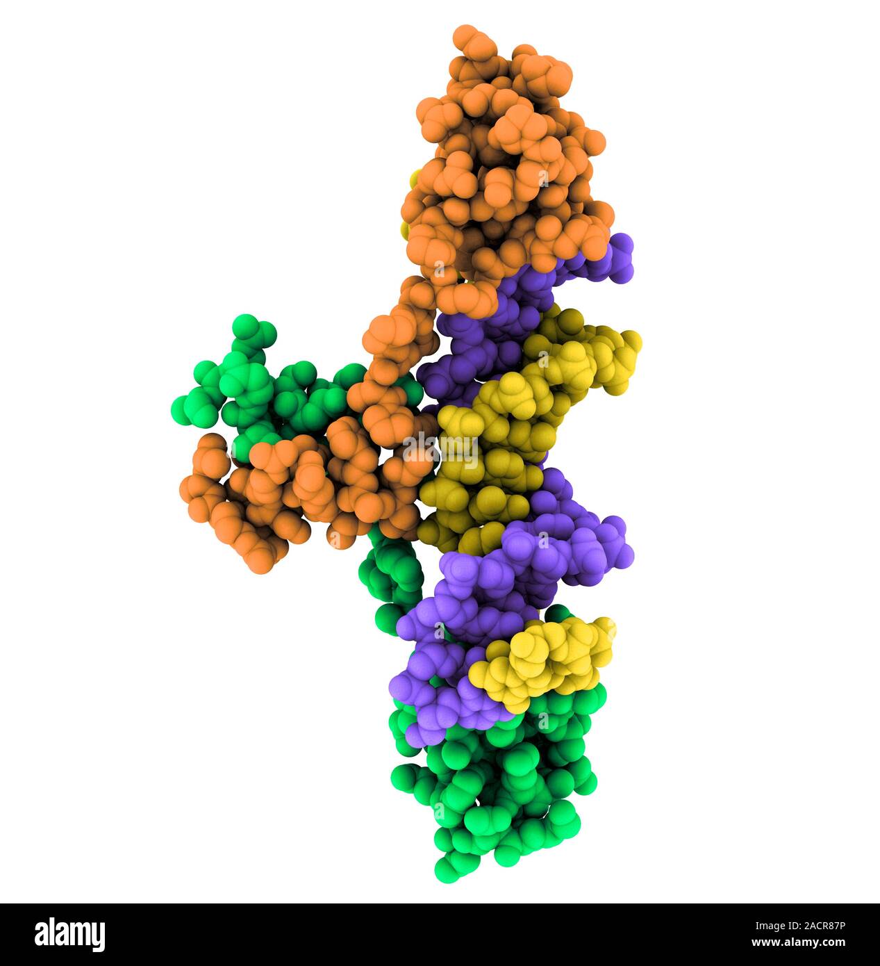 Molecular structure of the Gal4p activator protein. It consists of two ...