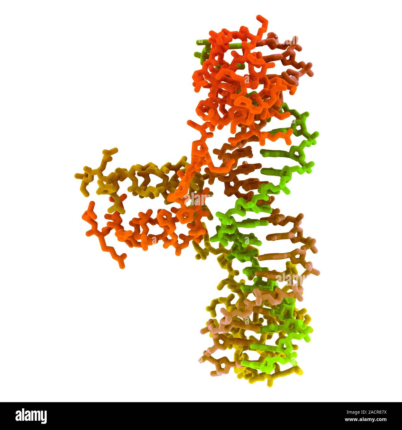 Molecular structure of the Gal4p activator protein. It consists of two ...