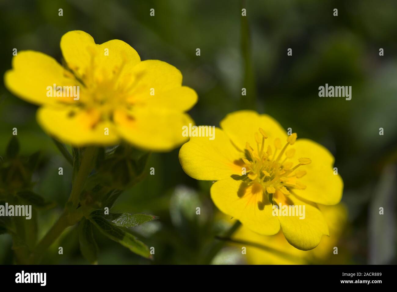 mountain buttercup, Ranunculus montanus in the Alps, Austria Stock ...