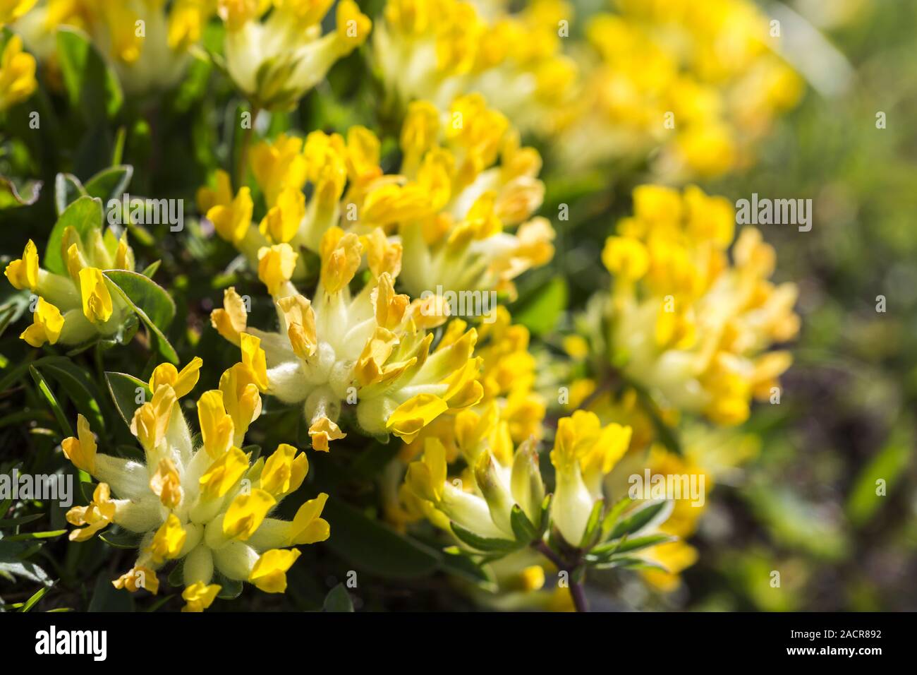 common kidney vetch, kidneyvetch, Anthyllis vulneraria Stock Photo - Alamy