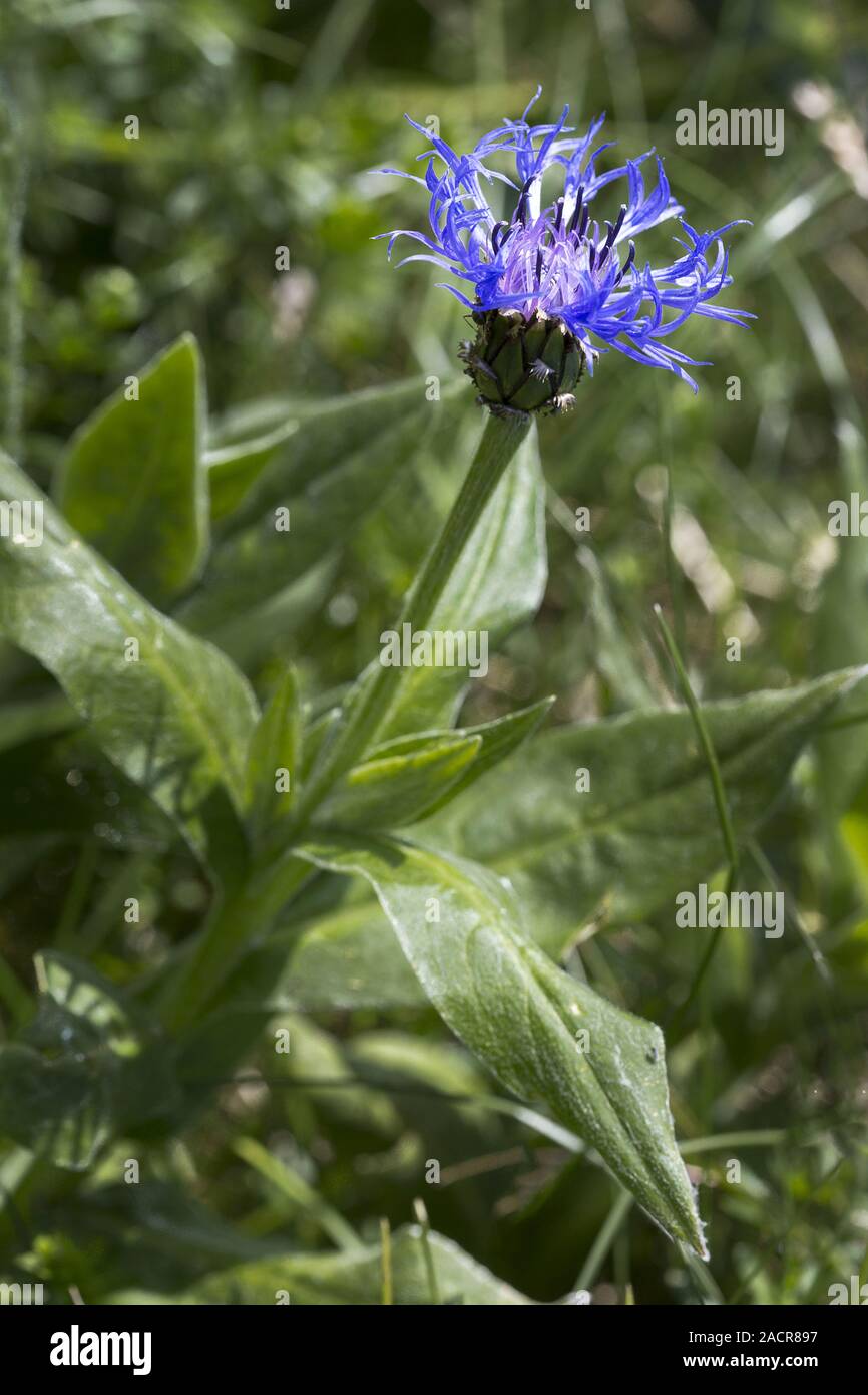 montane knapweed, centaurea montana, mountain cornflower, in the Alps ...