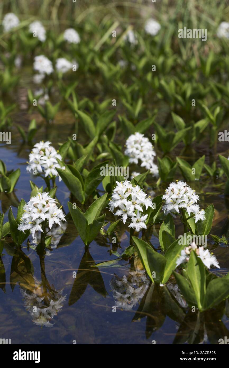Buckbean menyanthes trifoliata hi-res stock photography and images - Alamy