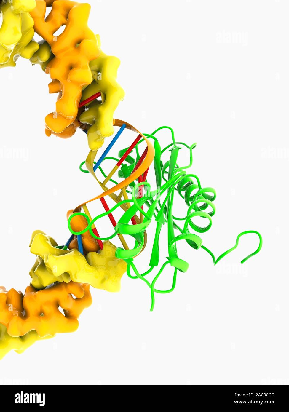 TATA box-binding protein complex. Molecular model showing a TATA box ...