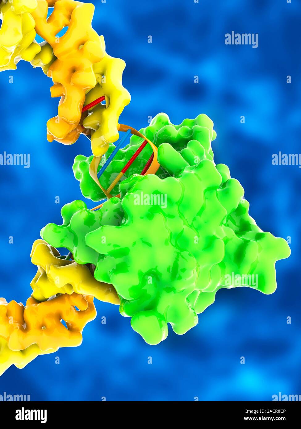TATA box-binding protein complex. Molecular model showing a TATA box ...