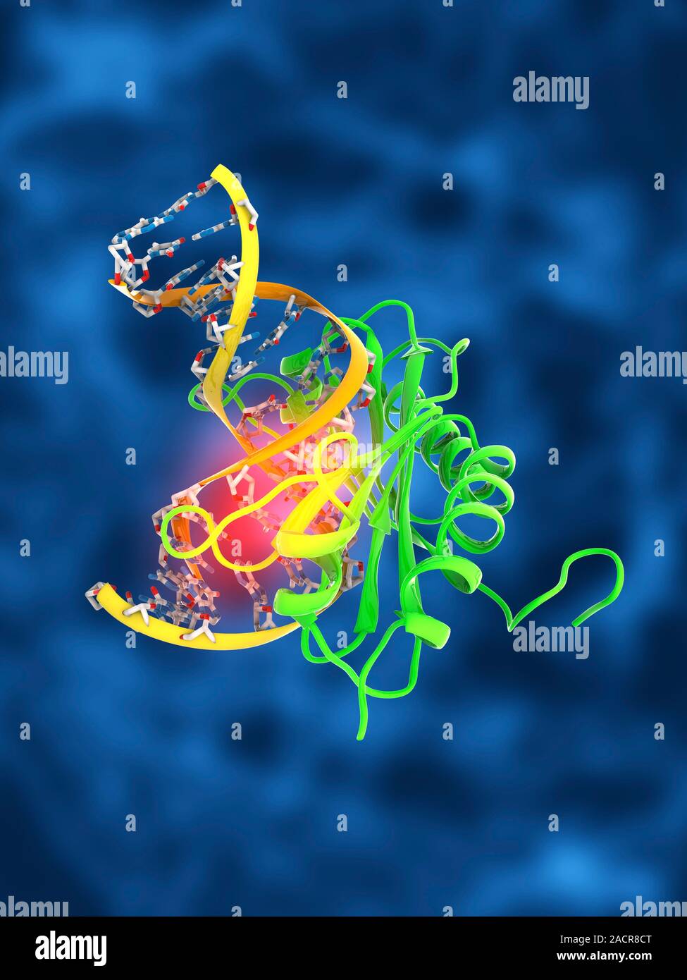 TATA box-binding protein complex. Molecular model showing a TATA box ...