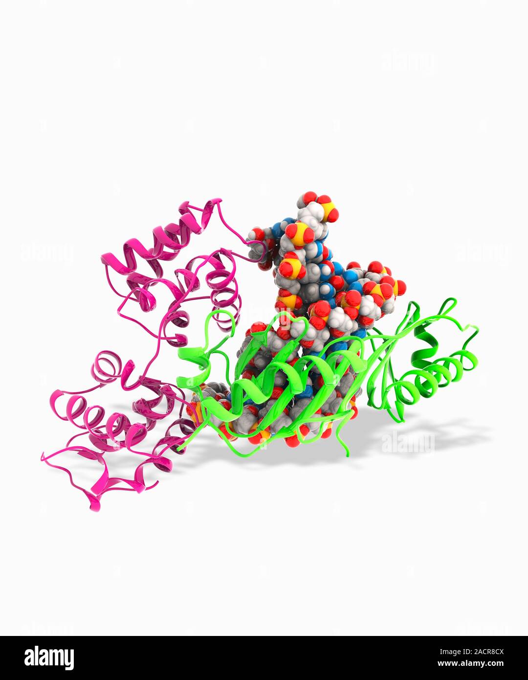 TATA box-binding protein complex. Molecular model showing a TATA box-binding protein (TBP, green ...