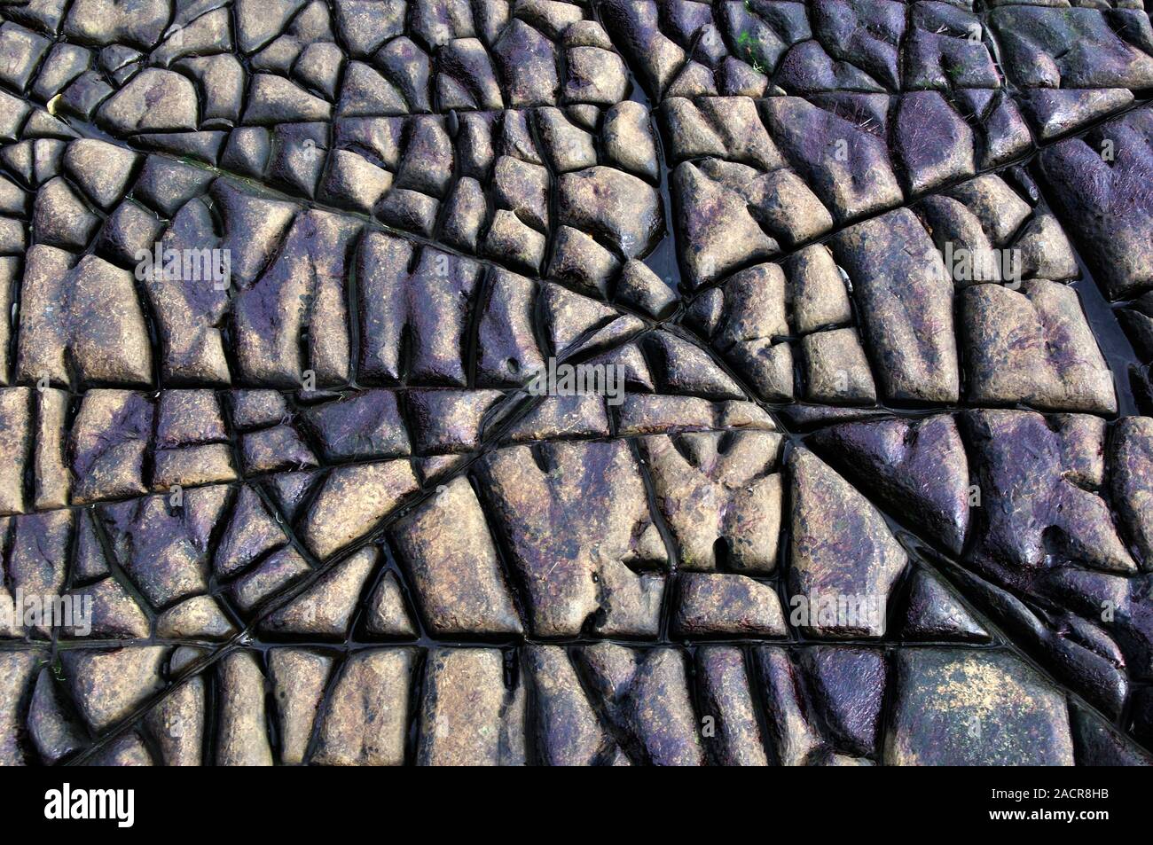 Dolomitic limestone platform. Expansion megapolygons in a marine ...