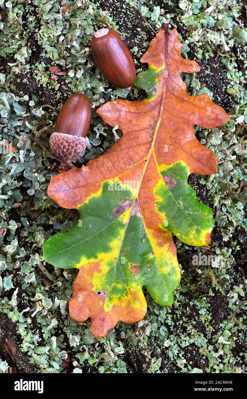 Oak acorns and autumn leaf. Acorns, the nut of the oak tree (Quercus ...