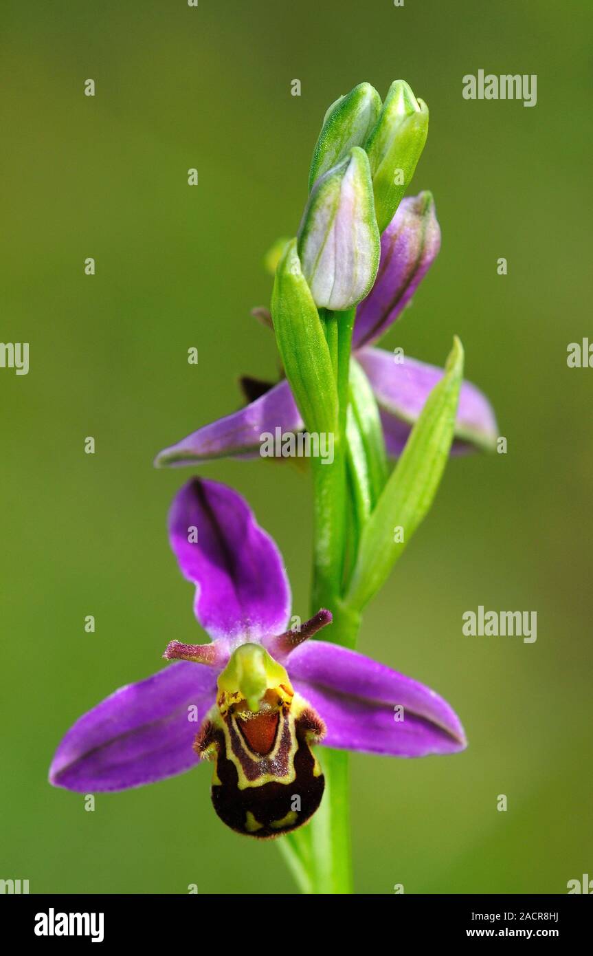Bee orchid (Ophrys apifera) flower and buds. This orchid is named for ...