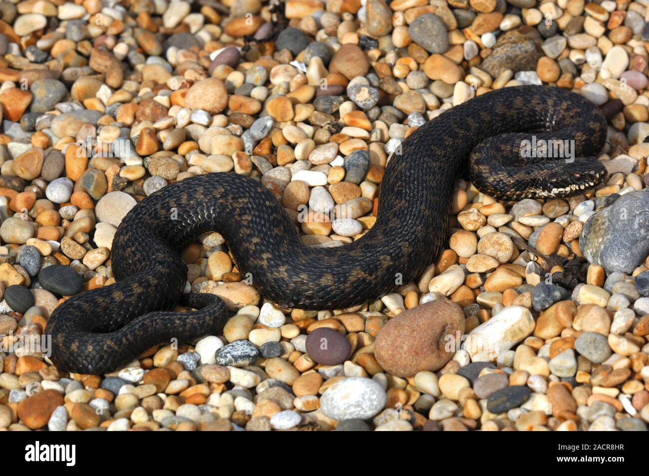 Melanistic form of the common adder (Vipera berus) on a beach. Melanism ...