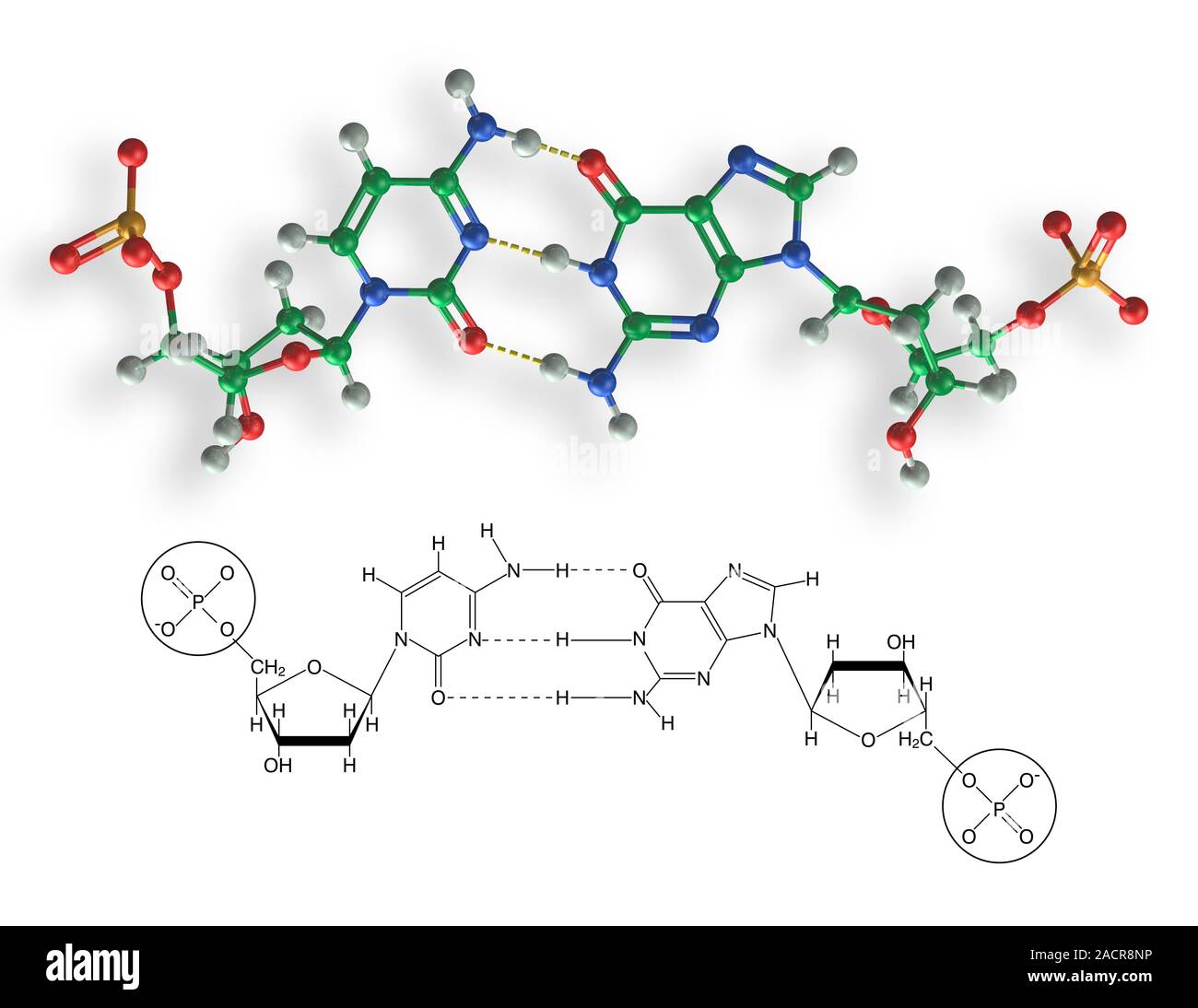 Cytosine-guanine interaction. Computer artwork showing the structure of ...