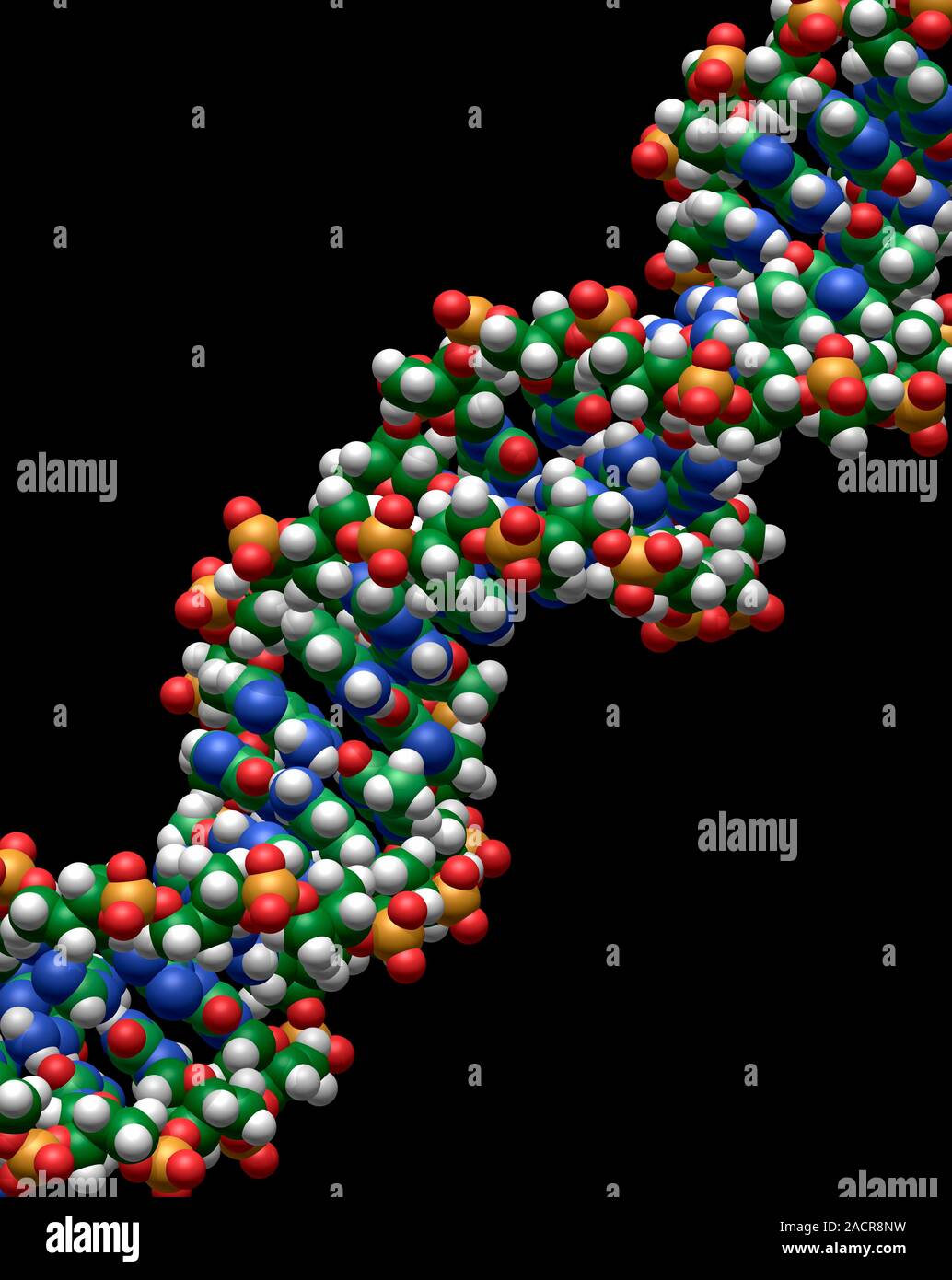 DNA molecule. Computer artwork showing a double stranded DNA ...
