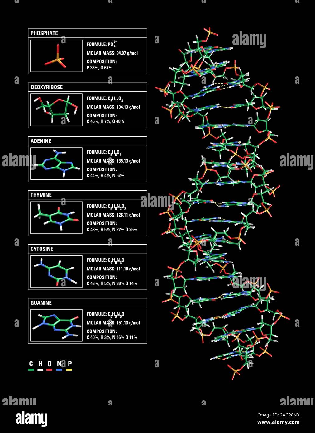DNA structure. Computer artwork showing the structure of a double ...