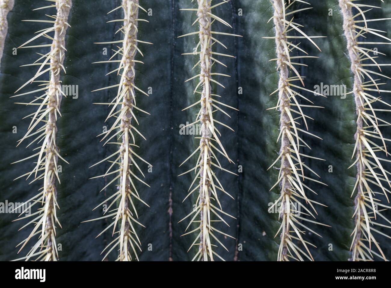 Cactus spines, close-up view Stock Photo - Alamy