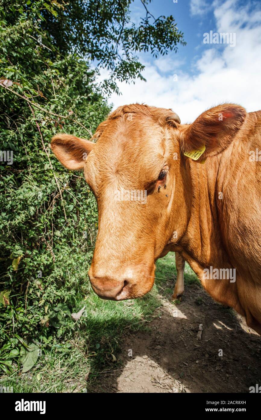 South Devon cattle are said to be the largest of the British native ...